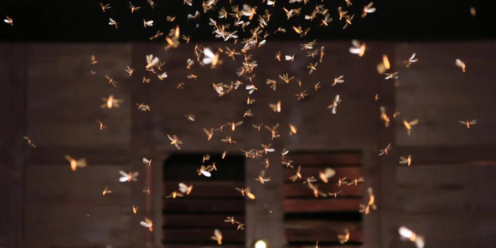 Atracción de insectos a la luz led | Leds AR